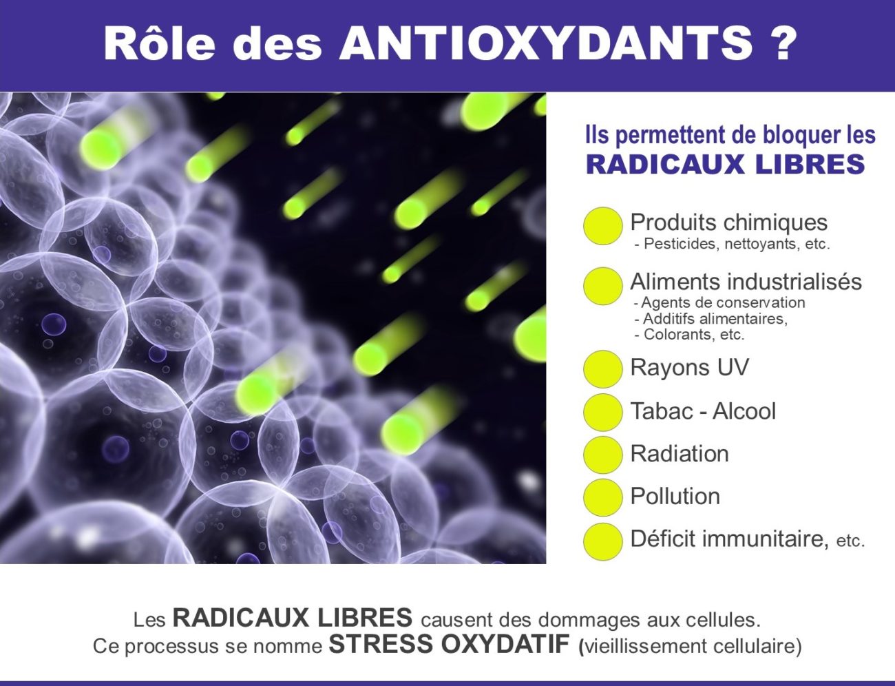 Le rôle des antioxydants - Fruitomed